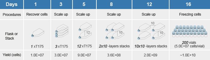 cell banking service - Quantities of cell populations with high quality