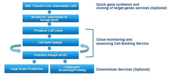 cell banking service - Quantities of cell populations with high quality