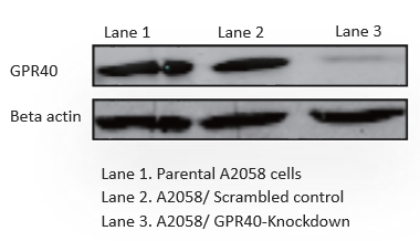 CellPower™ 細胞株樹立と遺伝子操作細胞試験サービス