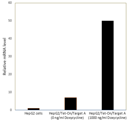 CellPower™ 細胞株樹立と遺伝子操作細胞試験サービス