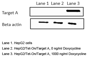 CellPower™ 細胞株樹立と遺伝子操作細胞試験サービス